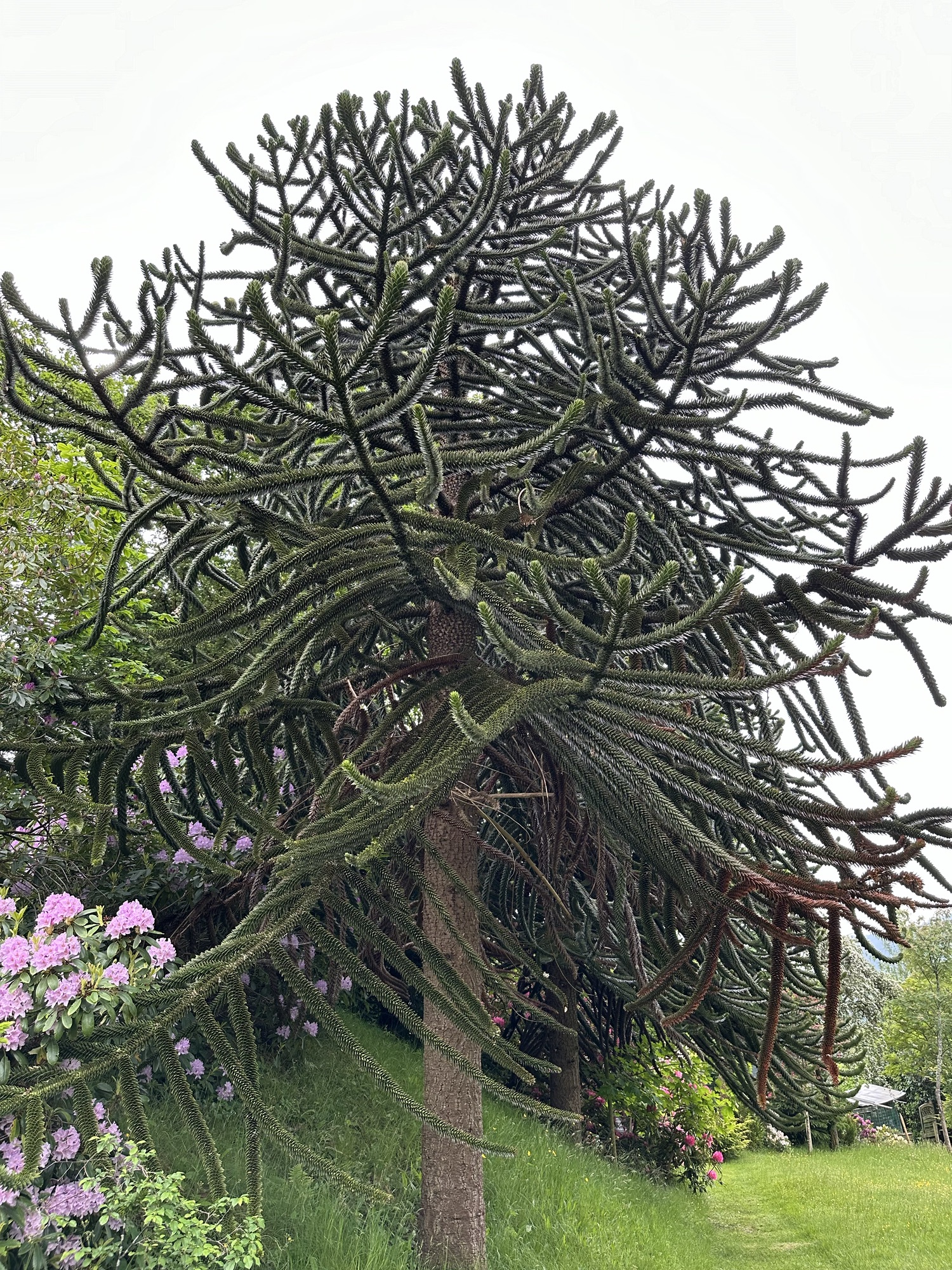 Pitlochry, Scotland – A Special Tree – Fifth Wheel Follies!